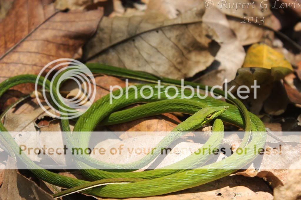 Pythons and other snakes from March! - Field Herp Forum