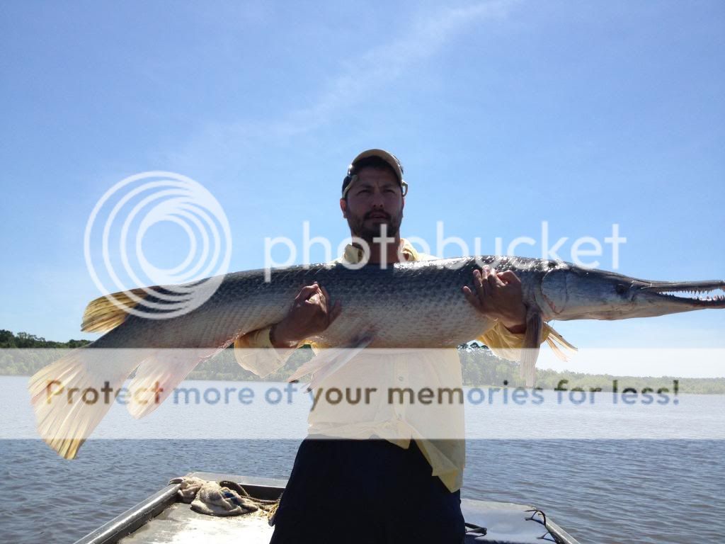 alligator gar sam rayburn style | 360 Tuna Fishers Forum