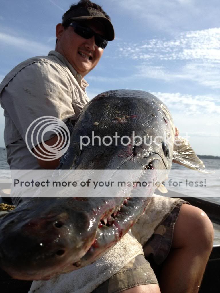 alligator gar sam rayburn style | 360 Tuna Fishers Forum