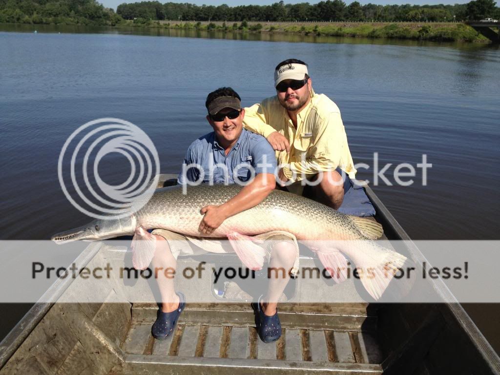 alligator gar sam rayburn style | 360 Tuna Fishers Forum