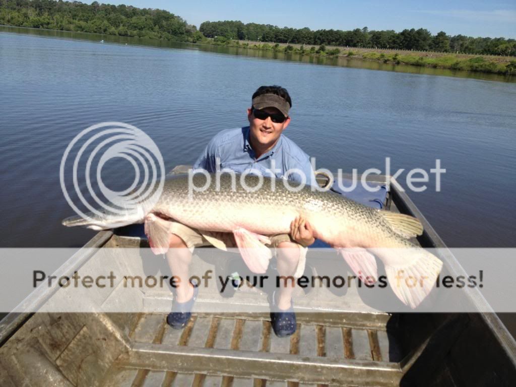 alligator gar sam rayburn style | 360 Tuna Fishers Forum